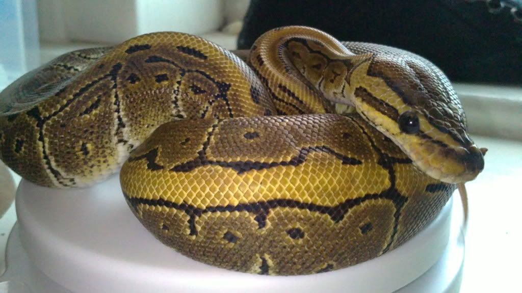 Royal Python Morphs for Sale! | Reptile Forums