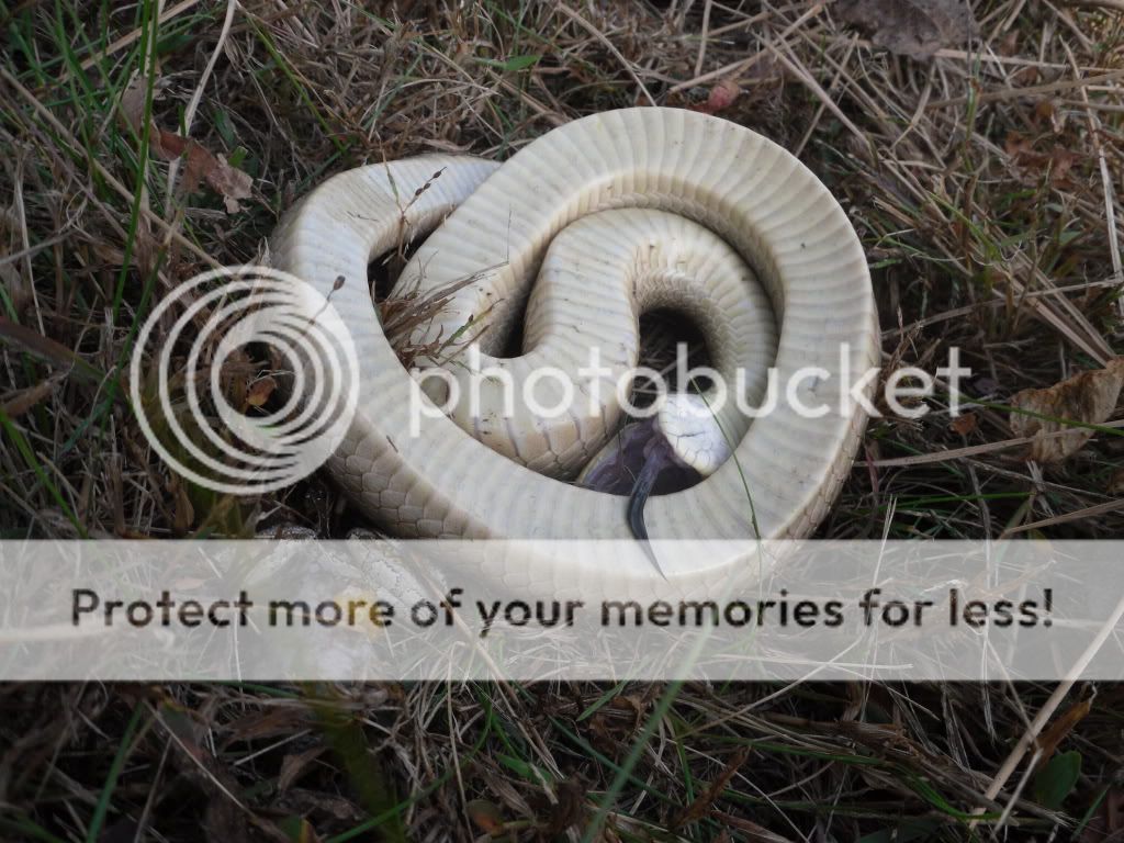 Some of last years Nebraska finds - Field Herp Forum