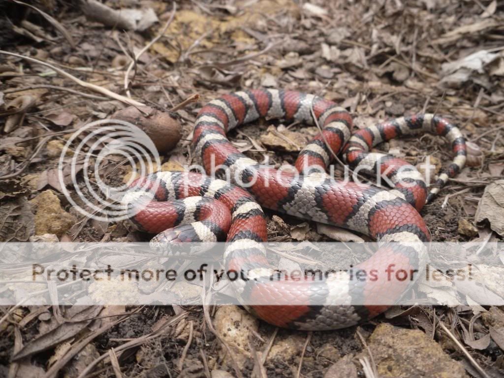Spring post-Nebraska,Kansas,and Iowa (milk and timber heavy) - Field ...