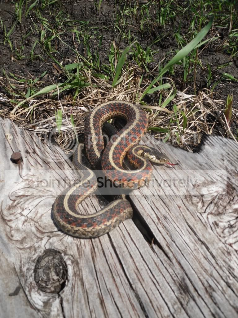 Nebraska herps and habitat, 110 pics - Field Herp Forum