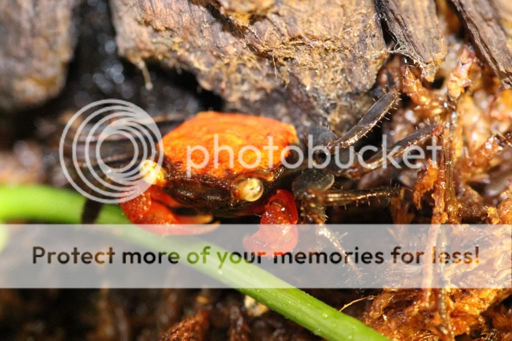 Geosesarma crabs (Vampire and red devil) | The Planted Tank Forum