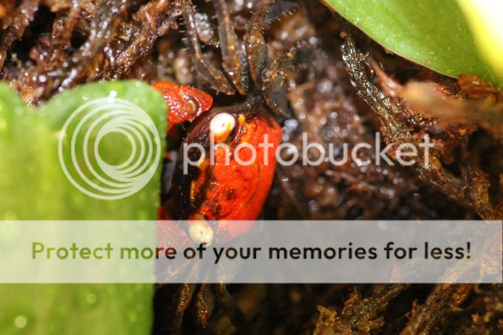 Geosesarma crabs (Vampire and red devil) | The Planted Tank Forum