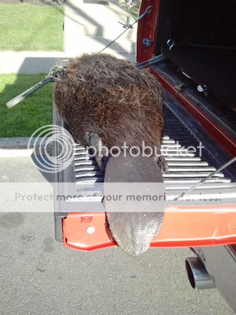 my first nj beaver (pix) | New Jersey Hunters