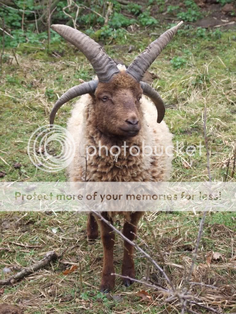 4 Horned Ram Lamb From Cathy Cassie Photo by Loaghtan | Photobucket
