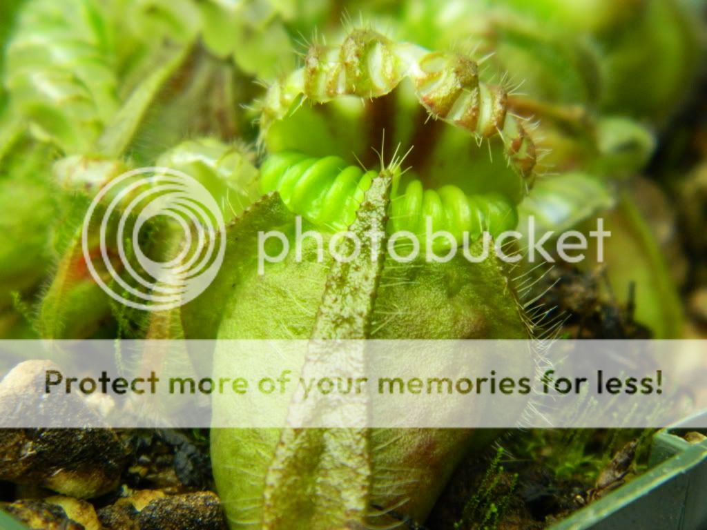 Size of Cephalotus - FlyTrapCare Forums