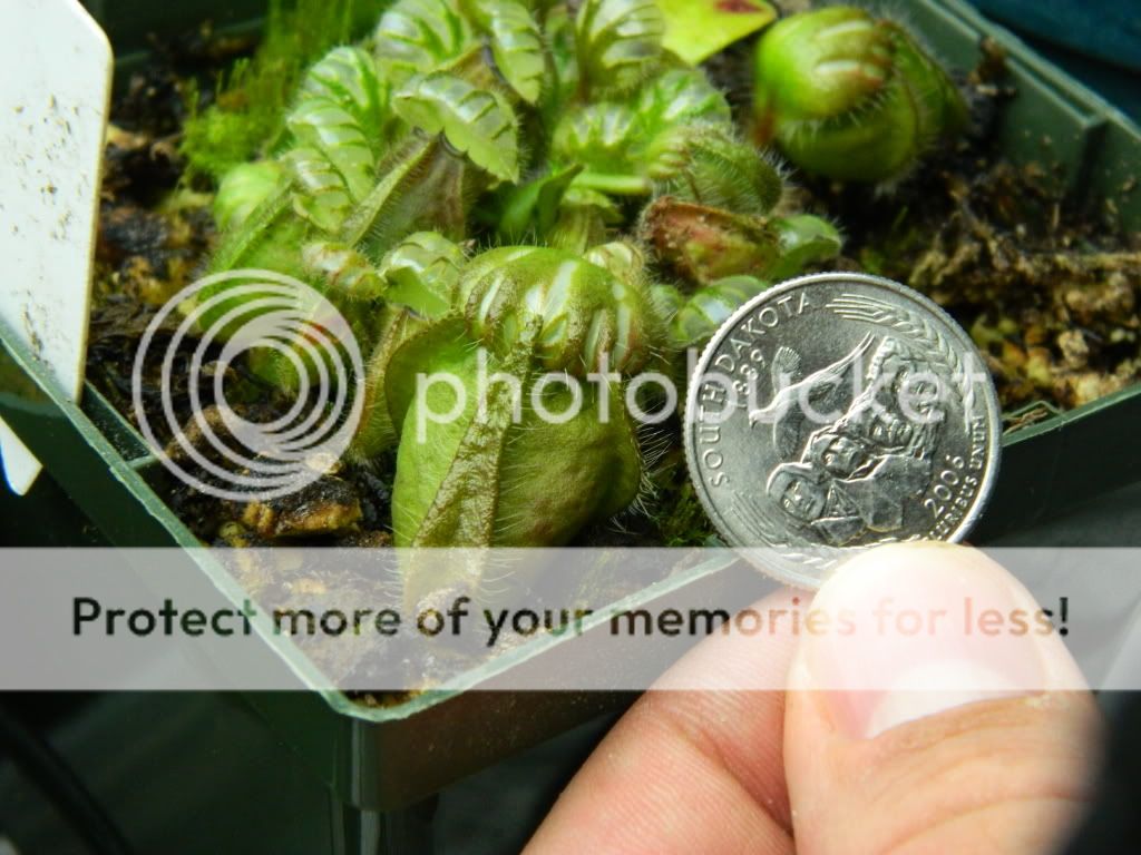 Size of Cephalotus - FlyTrapCare Forums