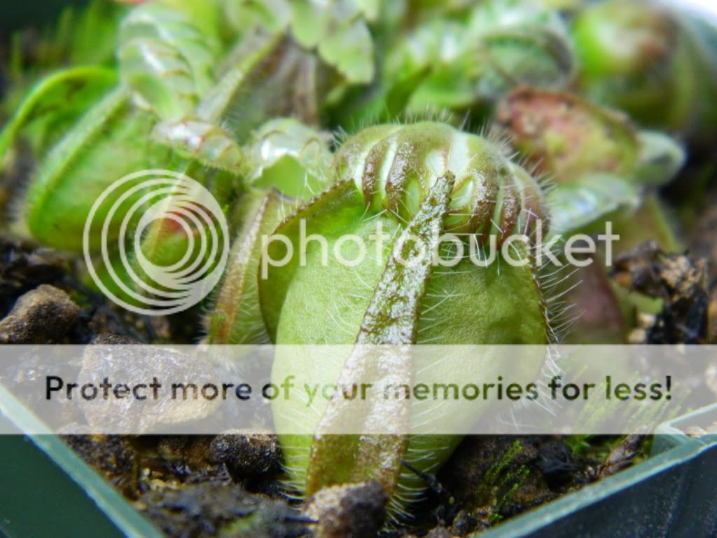 A few of my Ceph. Hummers Giant - FlyTrapCare Forums